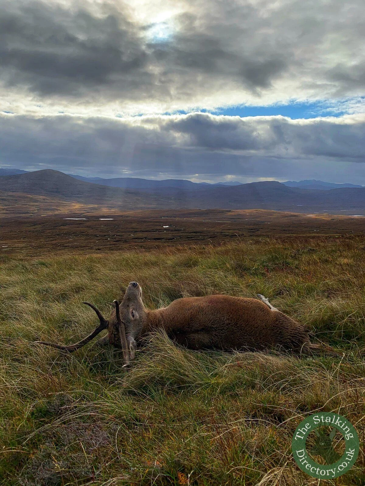 My first red stag | The Stalking Directory