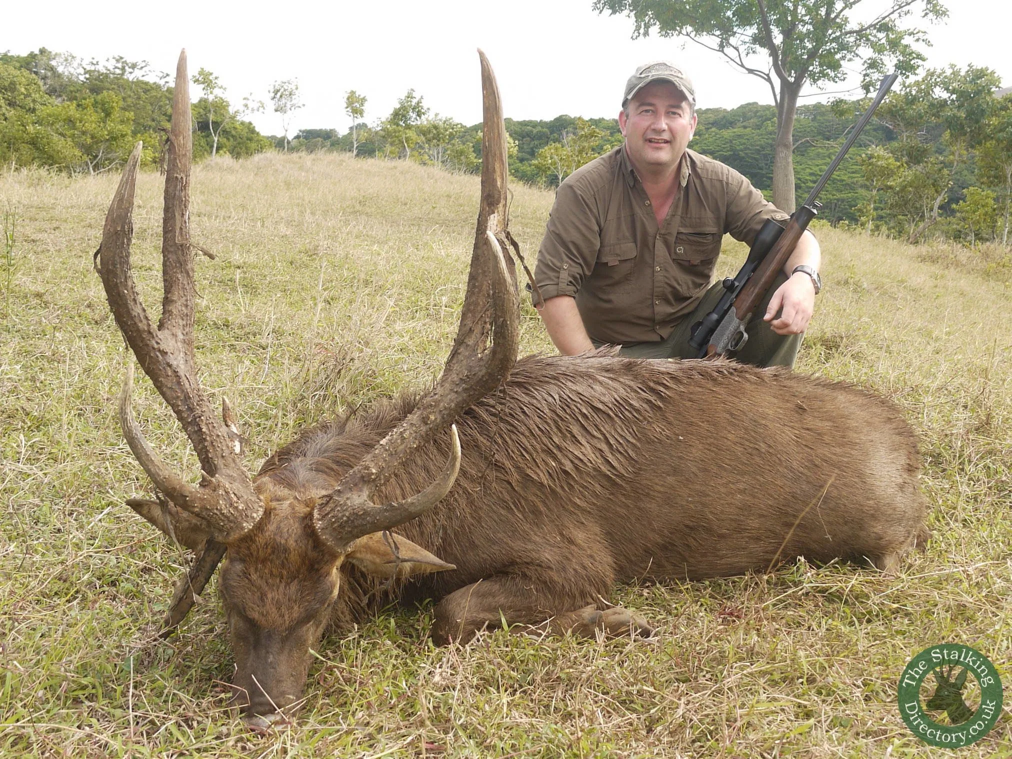 Rusa Stag in Mauritius | The Stalking Directory